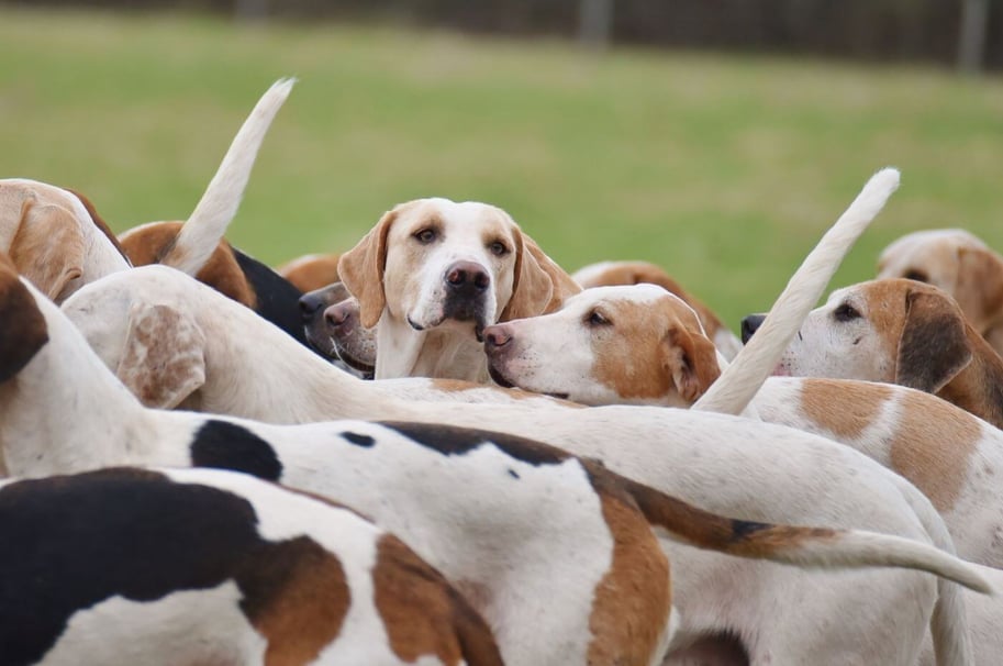 Countryside Alliance | The Voice of the Countryside