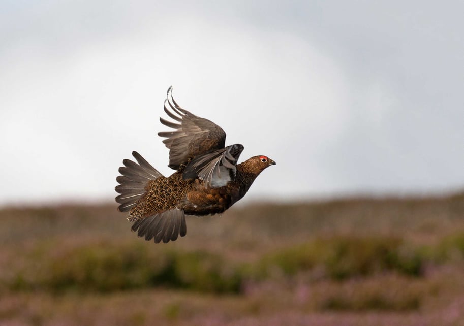 Rishi defends grouse shooting