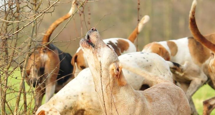 Campaign for Hunting | Countryside Alliance