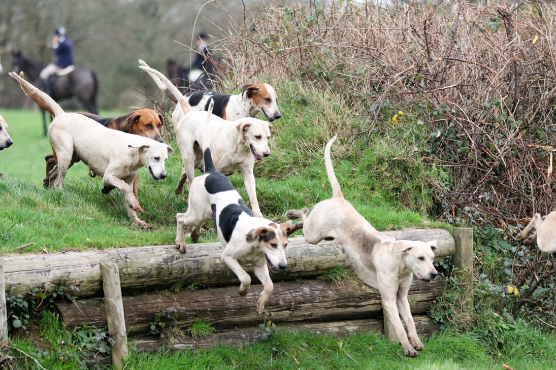 The Countryside Alliance guide to trail-hunting