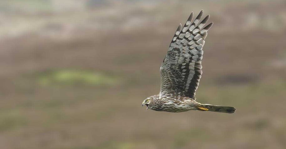 Hen harriers – a conservation success story with no thanks ...