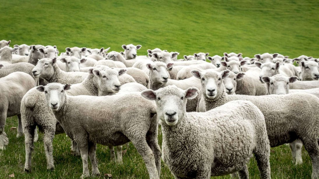 Sheep Worrying